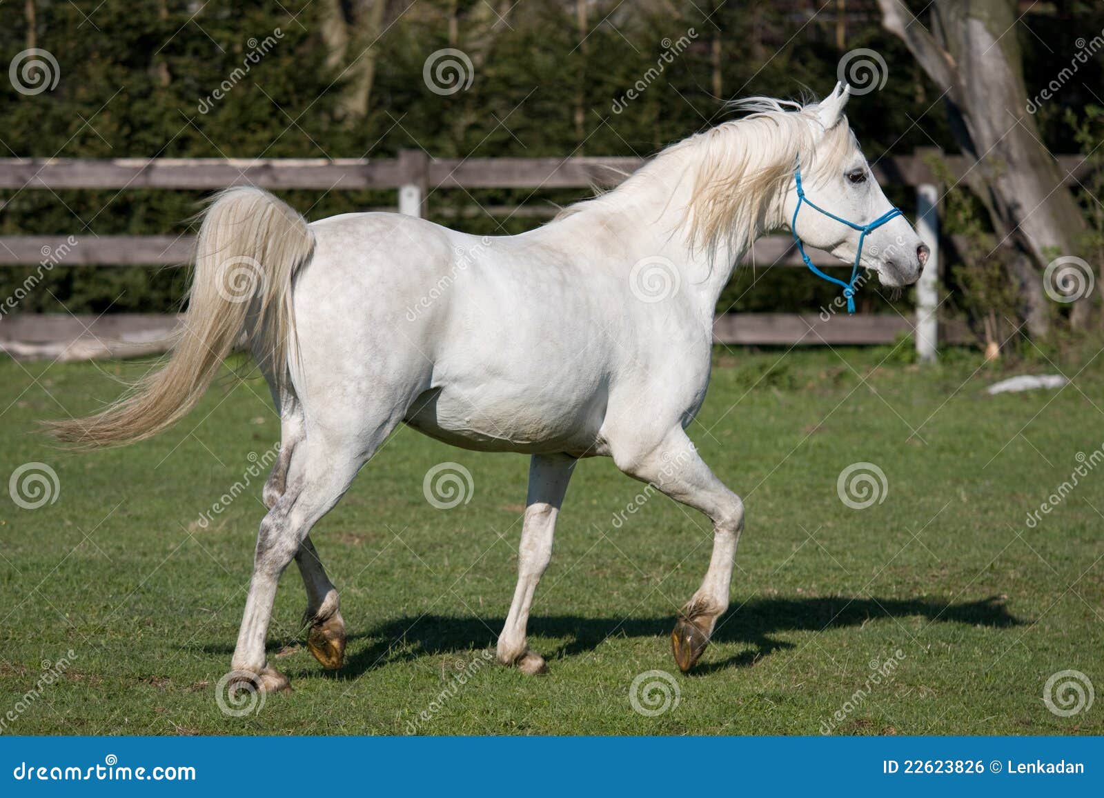 Beautiful Arabian Running on Pasture Stock Photo - Image of elegant ...
