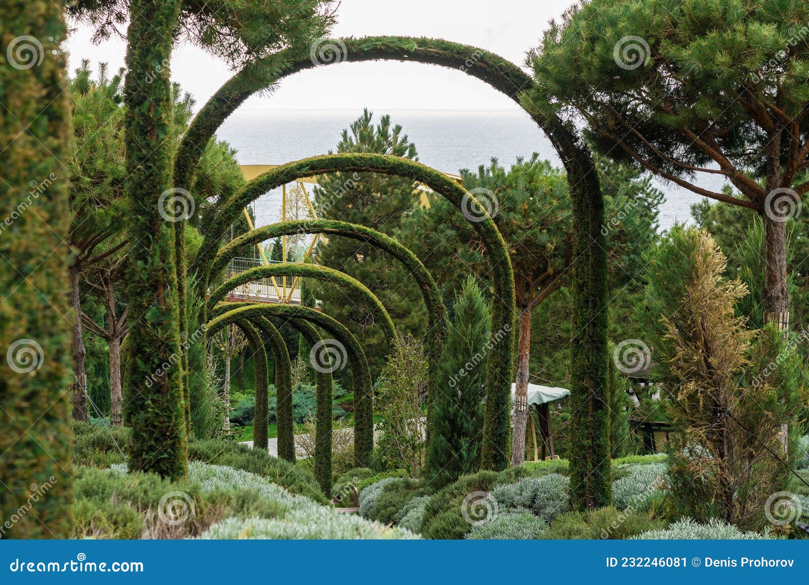 A Beautiful Arch of Greenery Surrounded by Lavender Bushes. Stock Image ...