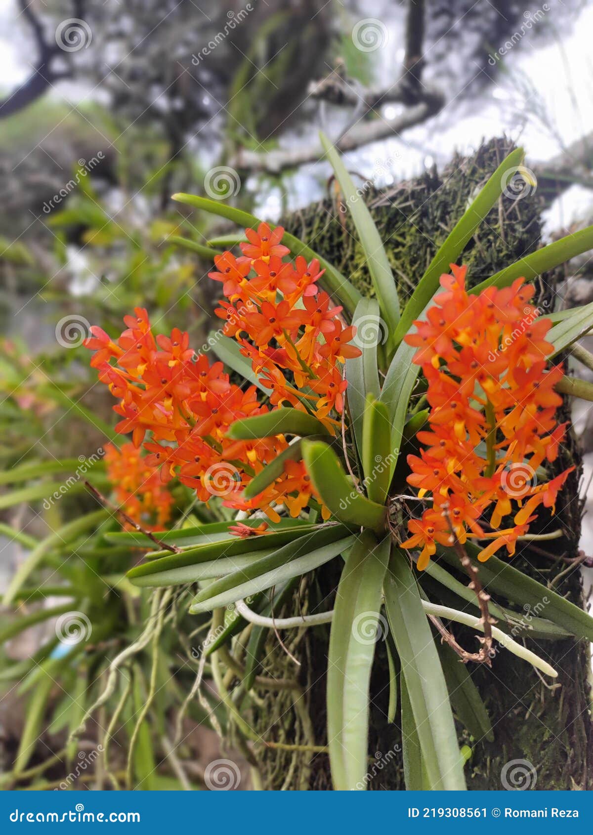 Beautiful Archid flower stock image. Image of beautiful - 219308561