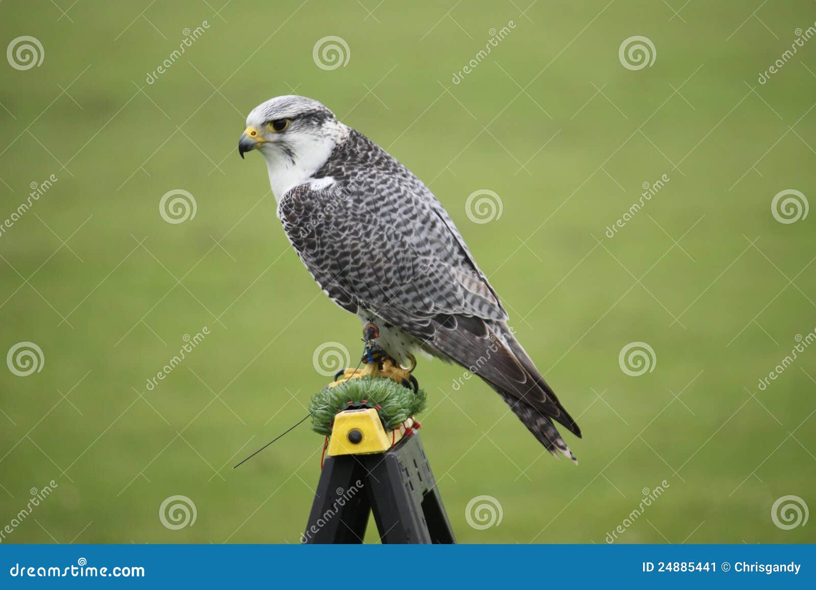 Beautiful arctic falcon stock image. Image of bird, nature - 24885441