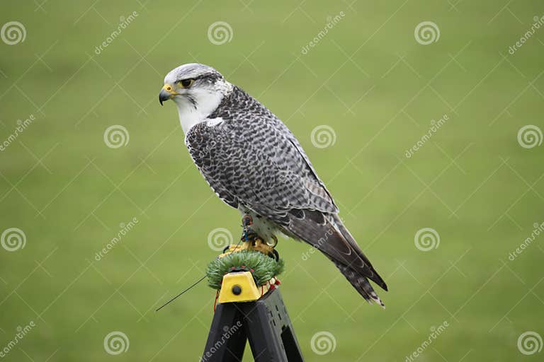 Beautiful arctic falcon stock image. Image of bird, nature - 24885441