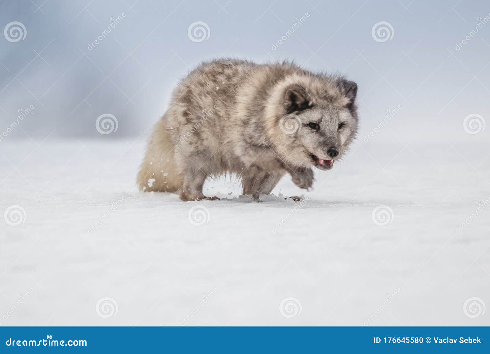 Beautiful arctic fox, stock photo. Image of nose, contrast - 176645580