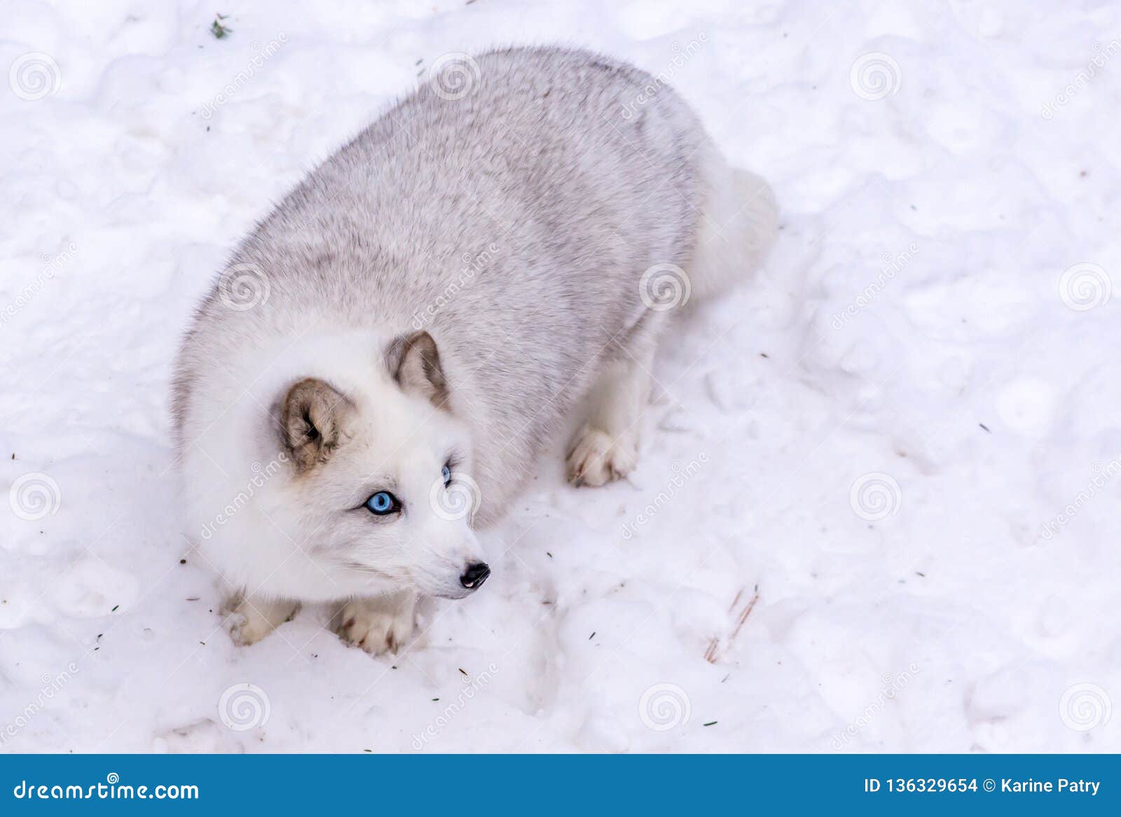 Arctic Fox With Blue Eyes