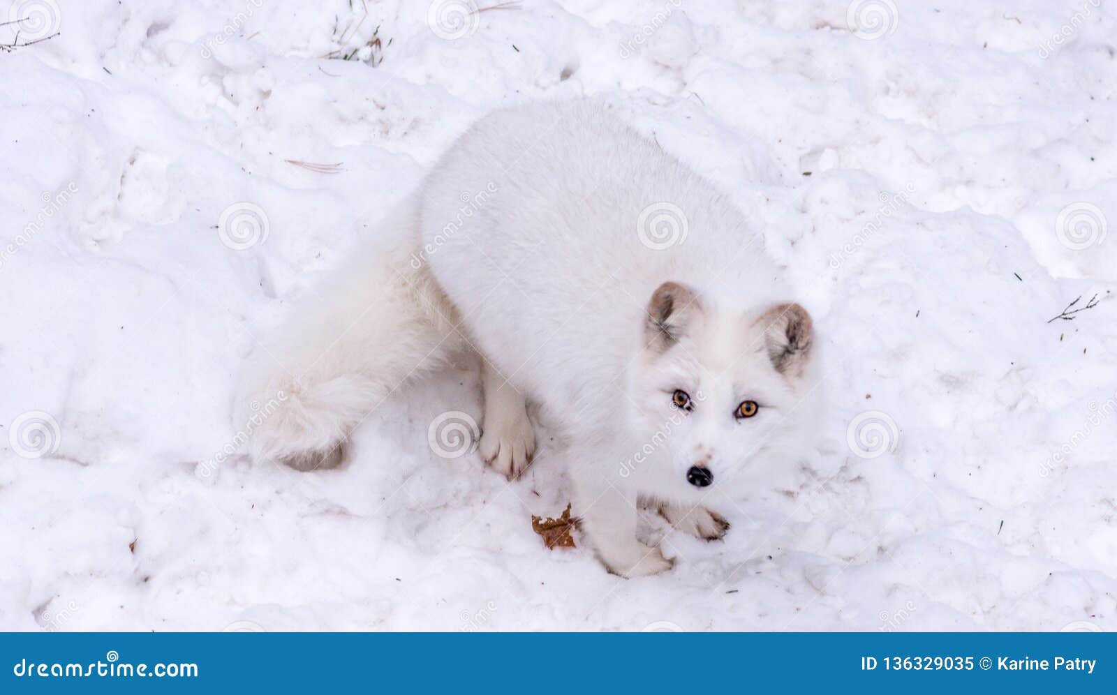 Beautiful Arctic Fox with Piercing Brown Eyes Stock Image - Image of ...