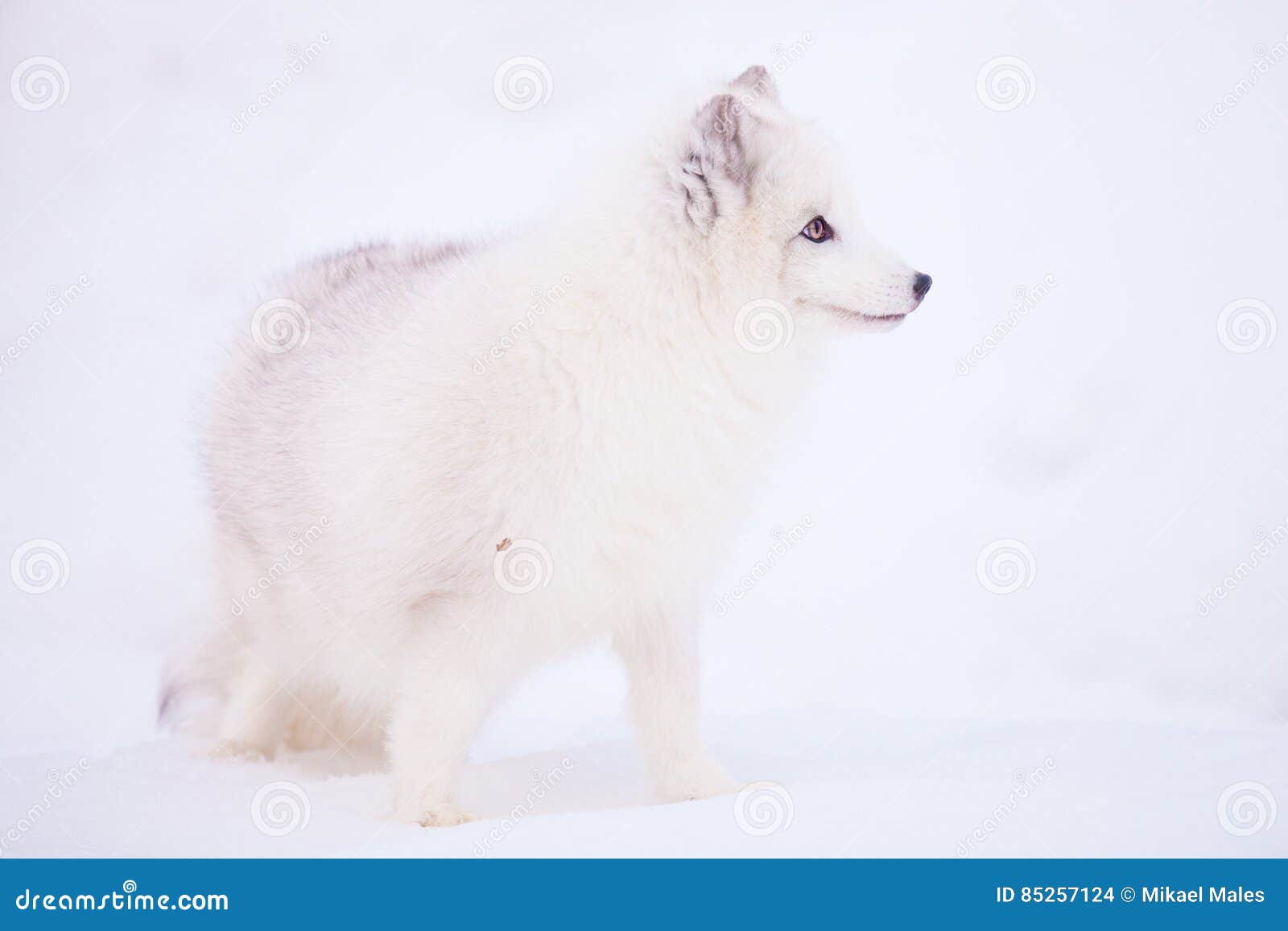 Beautiful Arctic Fox With The Most Beautiful Blue Eyes Of The World ...