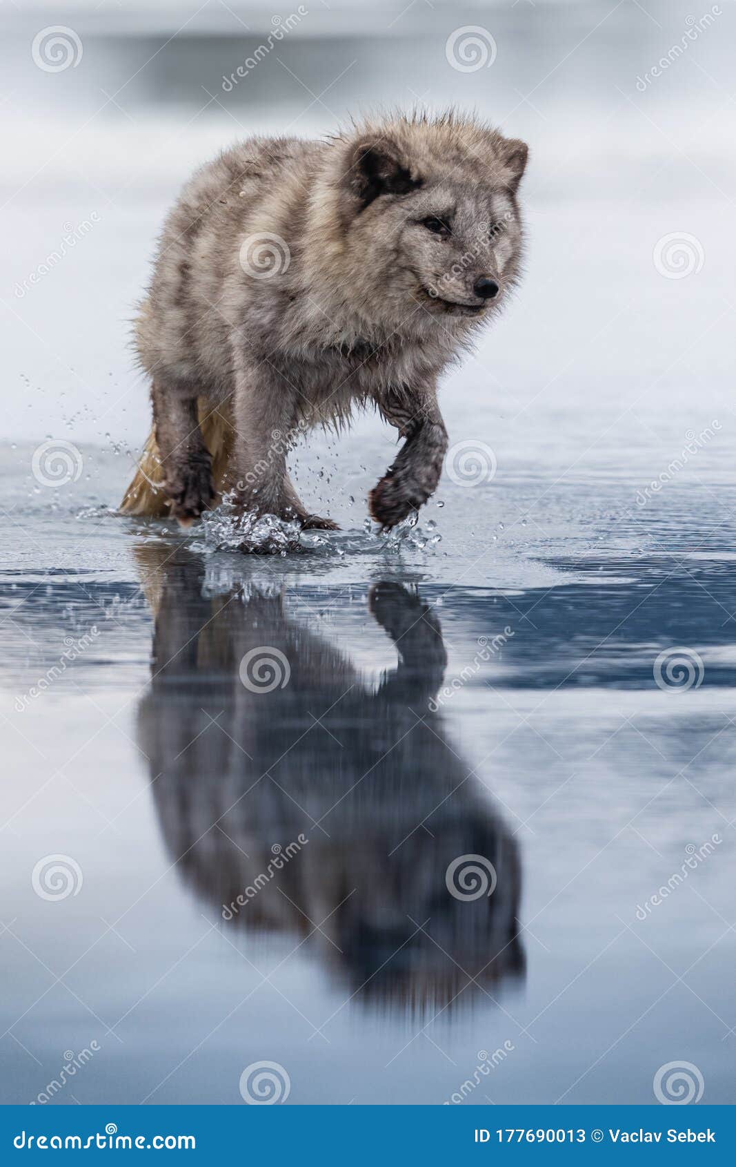 Arctic Fox Standing Broadside Royalty-Free Stock Photo | CartoonDealer ...