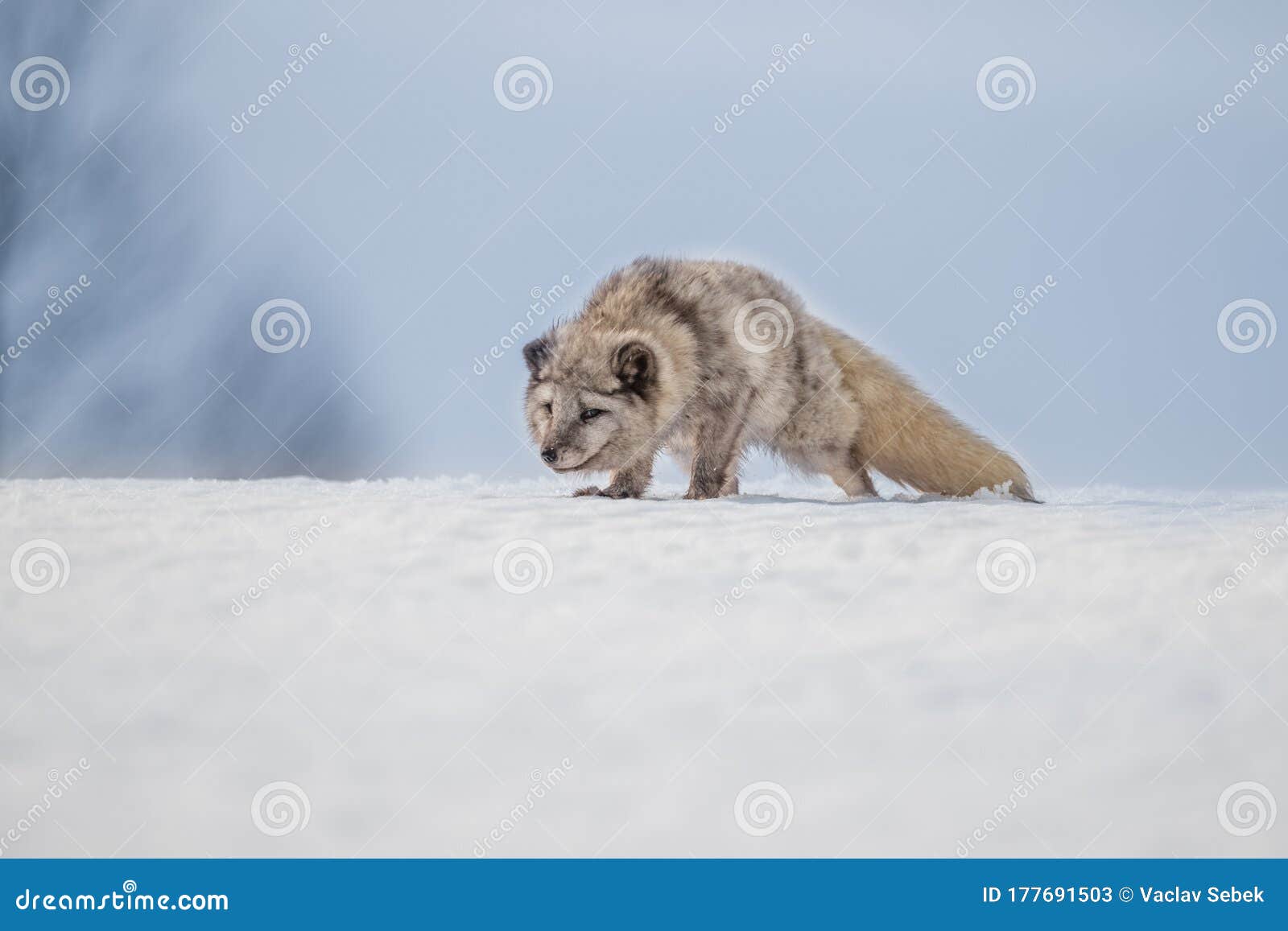 Beautiful Arctic Fox, Standing on a Hill in the Snow, Stock Image ...