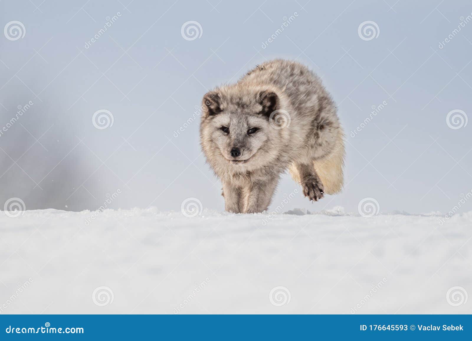 Beautiful arctic fox, stock image. Image of nature, black - 176645593