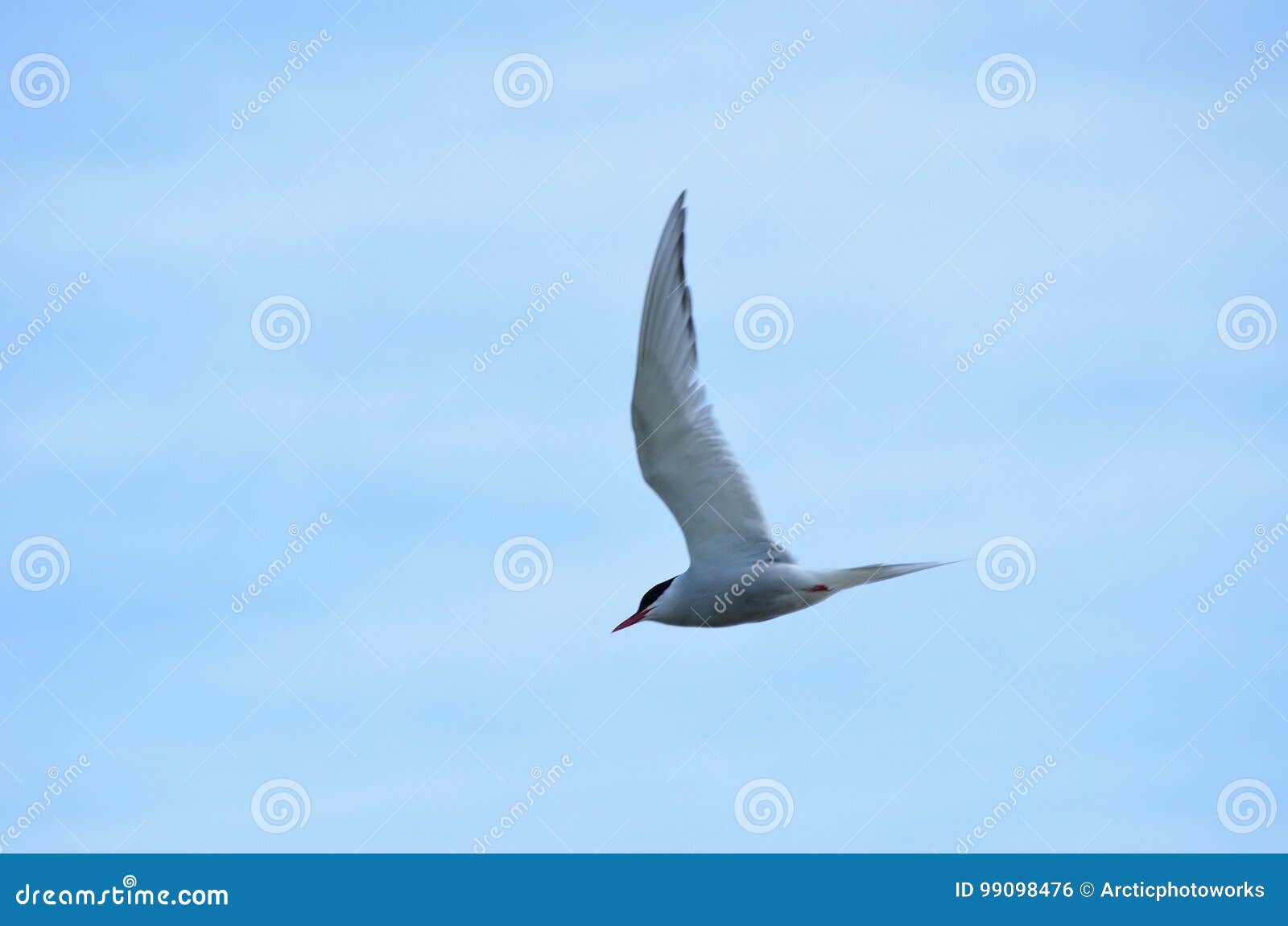 Beautiful Arctic Tern Bird Flying Stock Photo - Image of flock, feather ...