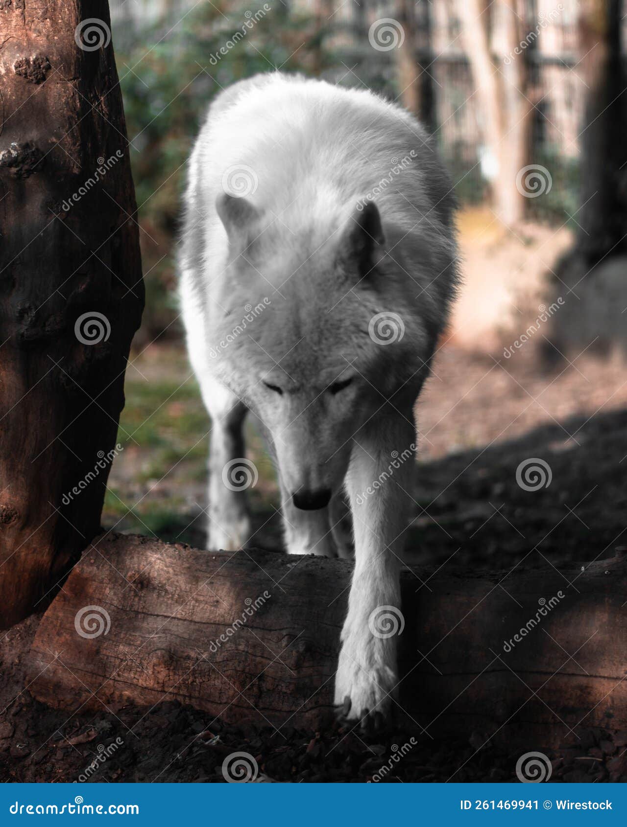 Beautiful Arctic Wolf (Canis Lupus Arctos) Stepping on a Tree Log in ...