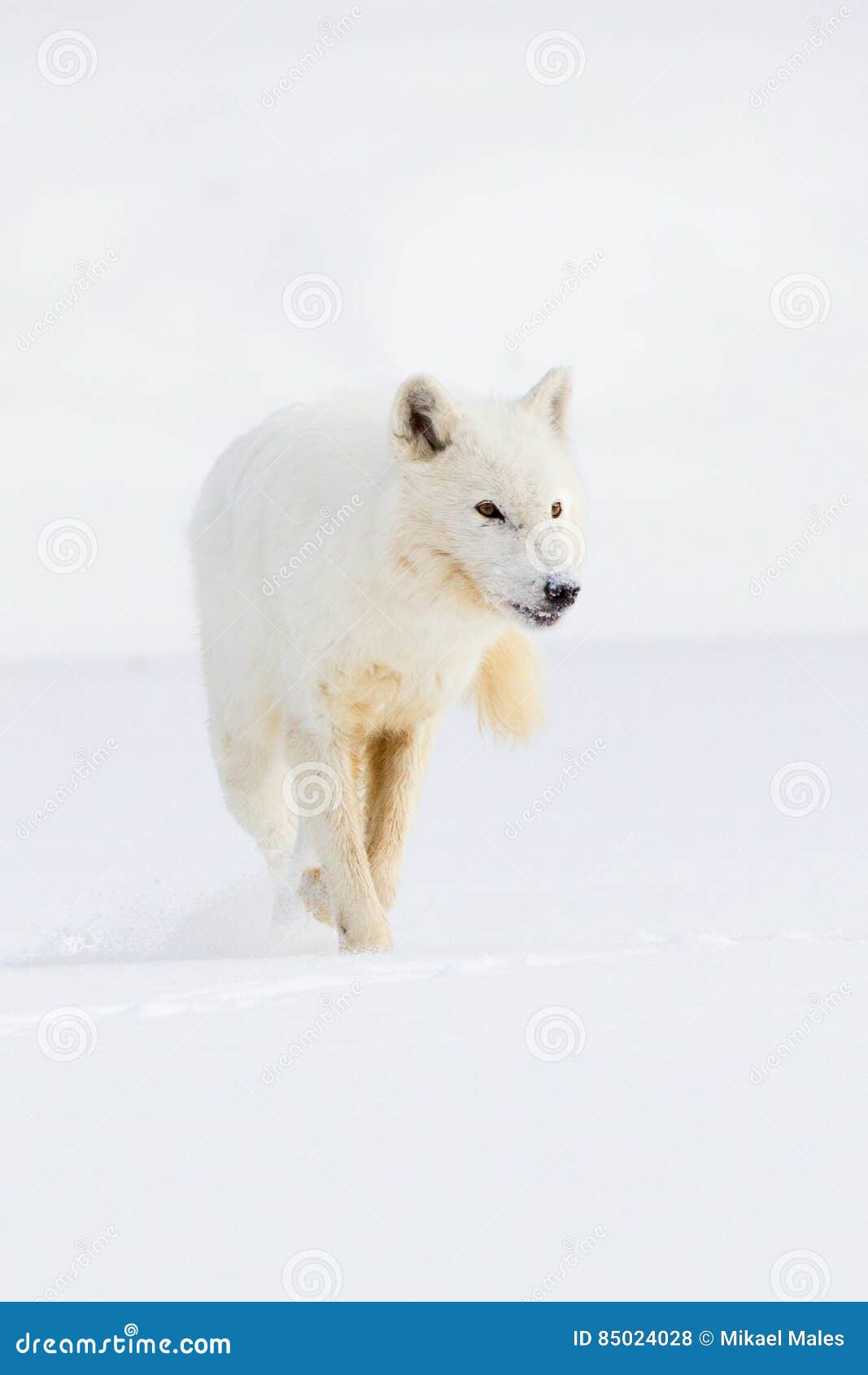 Beautiful Arctic Wolf Portrait Stock Photo - Image of fierce, natural ...