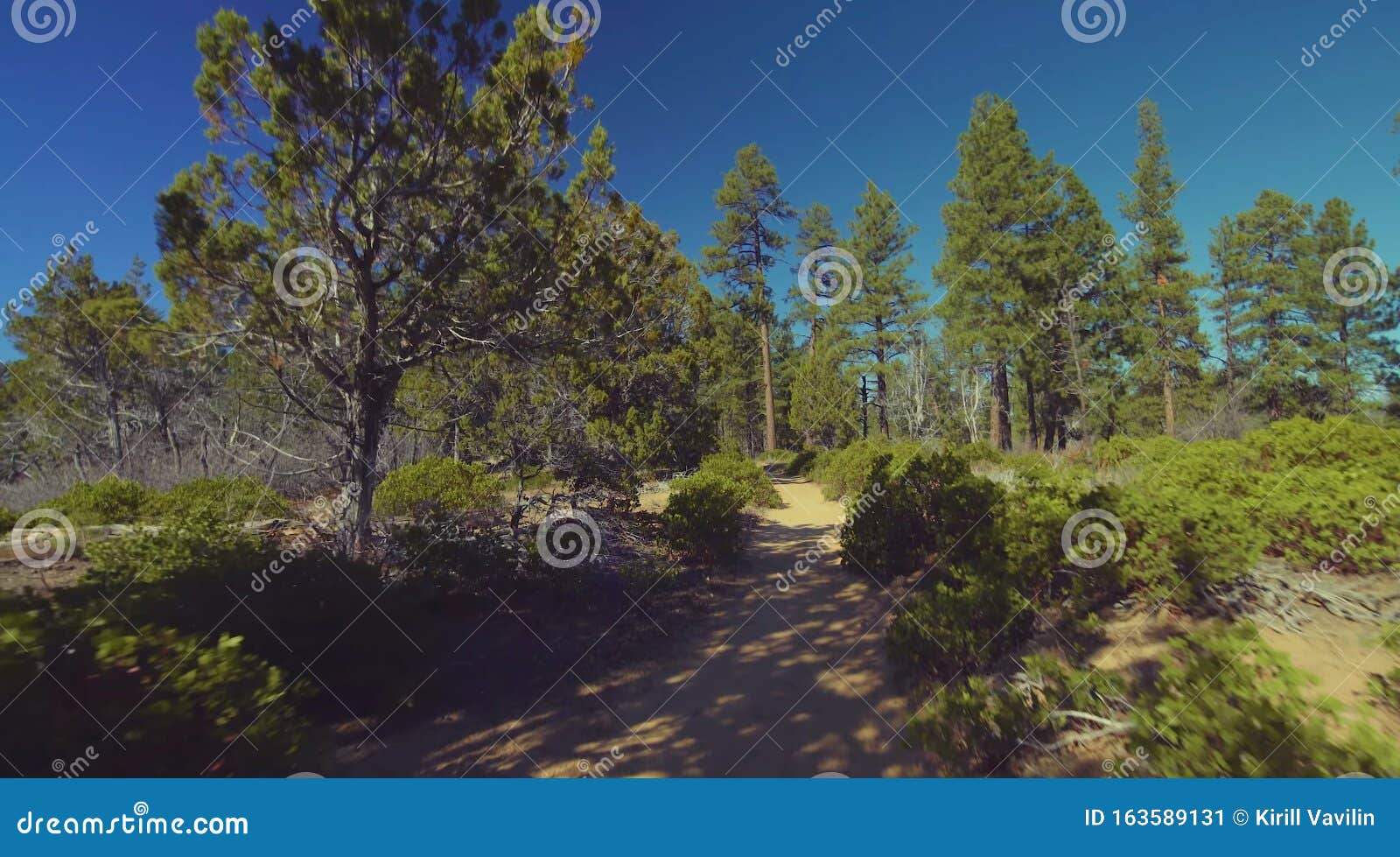 Beautiful Area for Walking. Stock Image - Image of america, forest ...