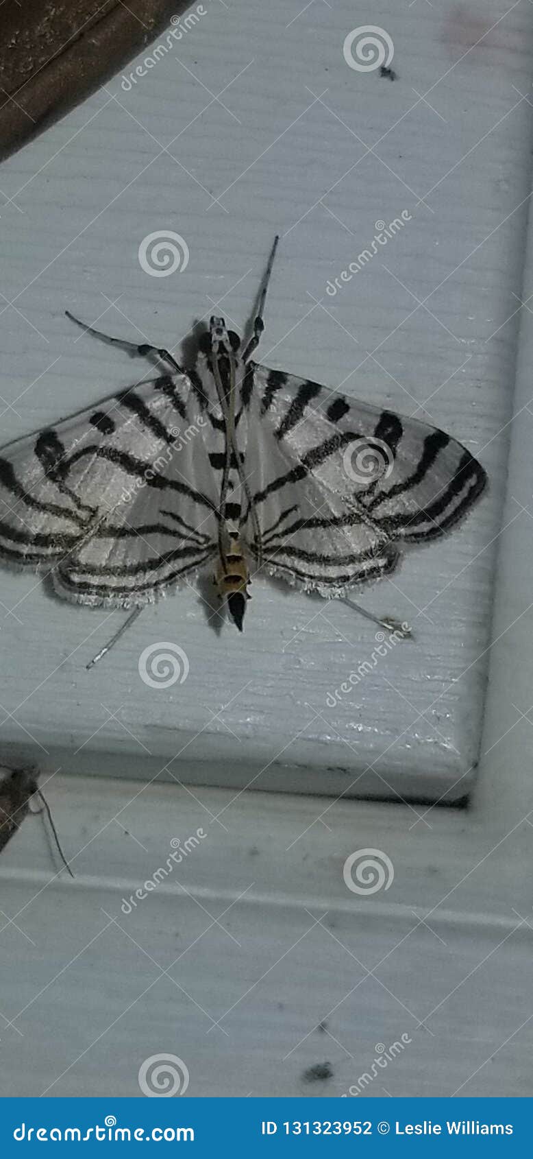 Zebra moth stock photo. Image of moth, armored, tennessee - 131323952