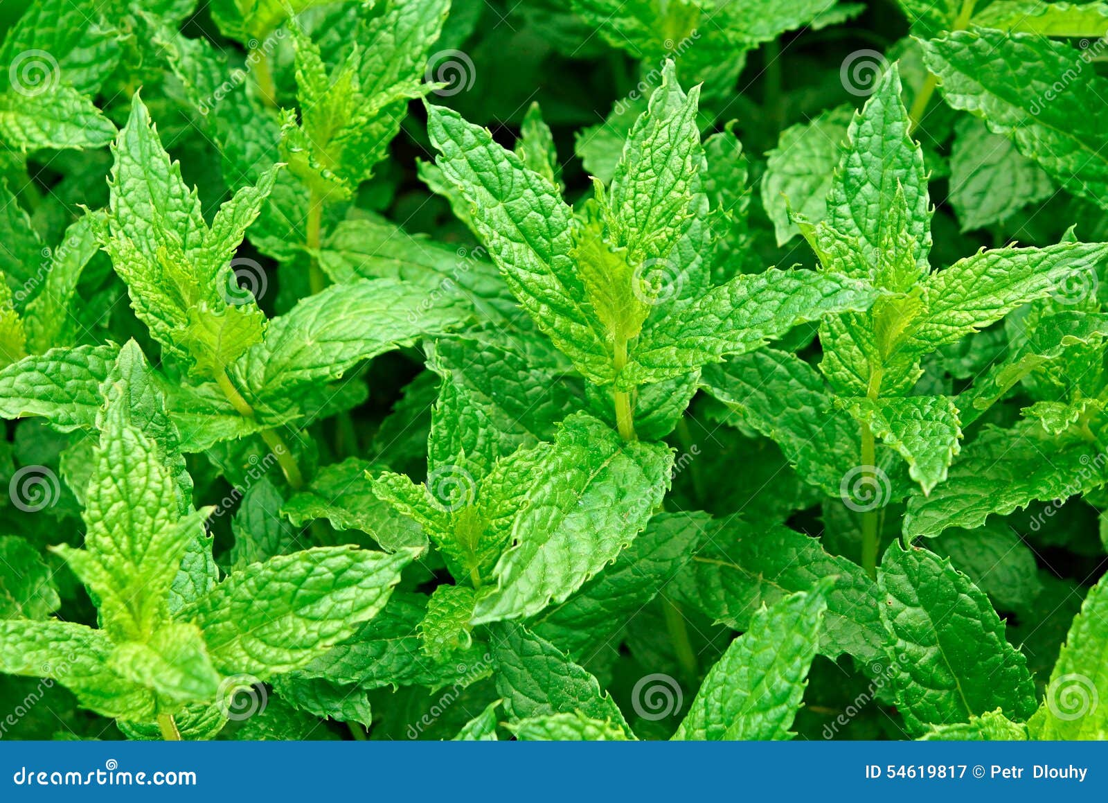 Beautiful Aromatic Green Mint Stock Image - Image of stem, nature: 54619817
