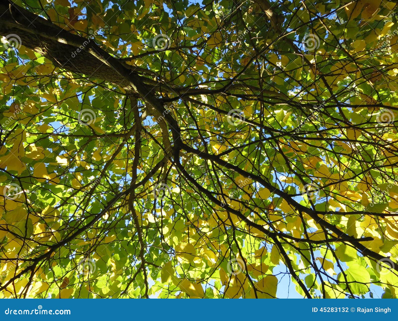Beautiful Arrangement of Branches and Leaves Stock Photo - Image of ...