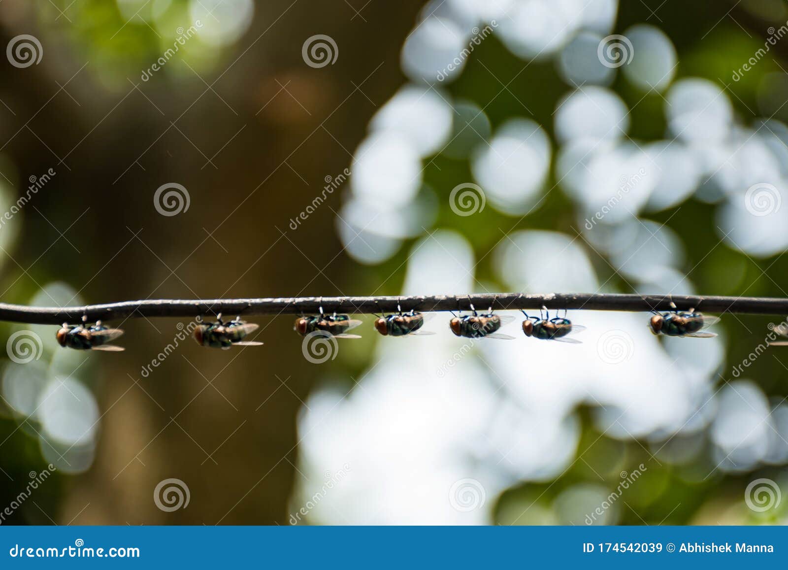 Pattern of House Flies on a String. Stock Image - Image of bokeh ...