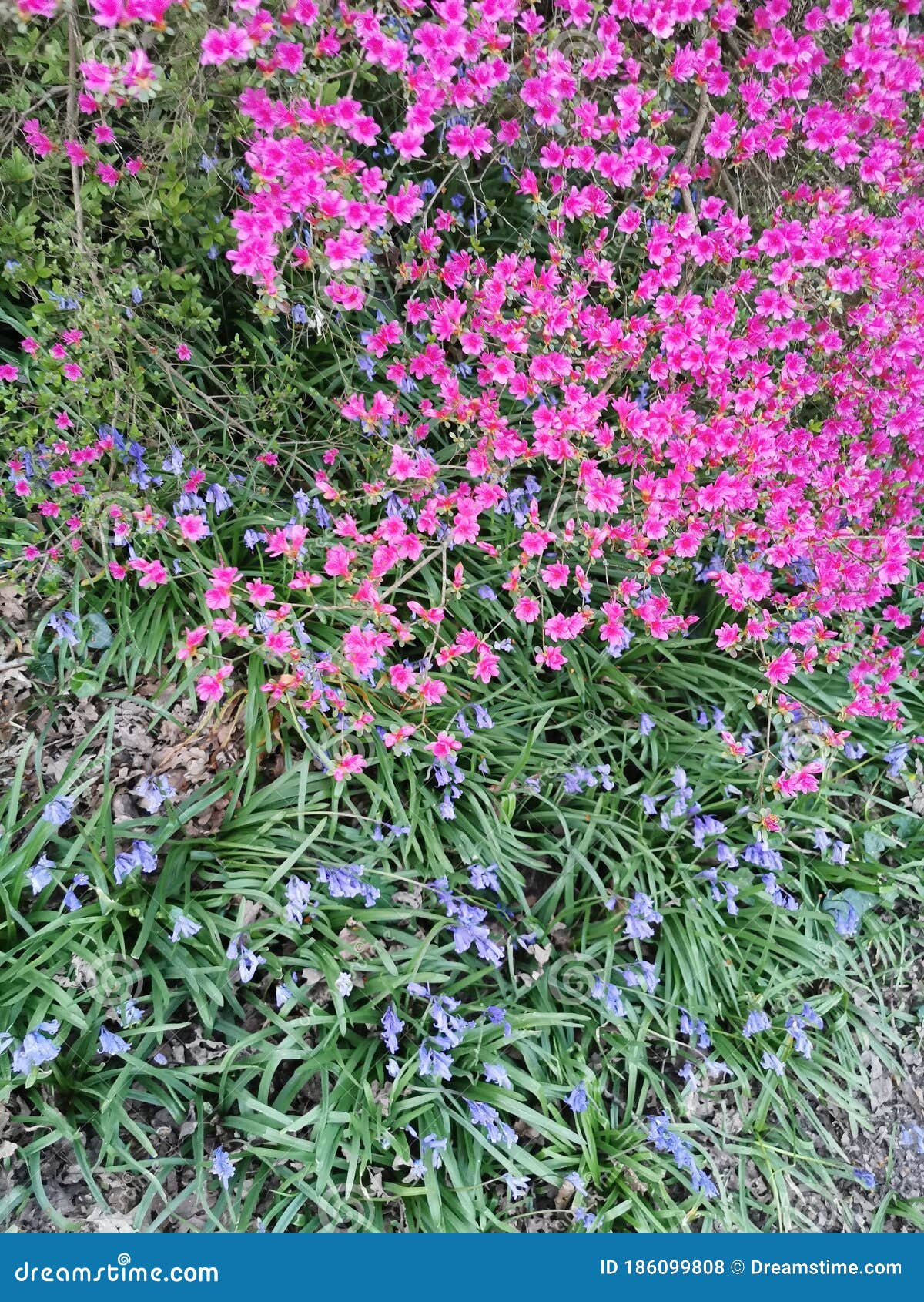 Beautiful array of flowers stock photo. Image of flower - 186099808