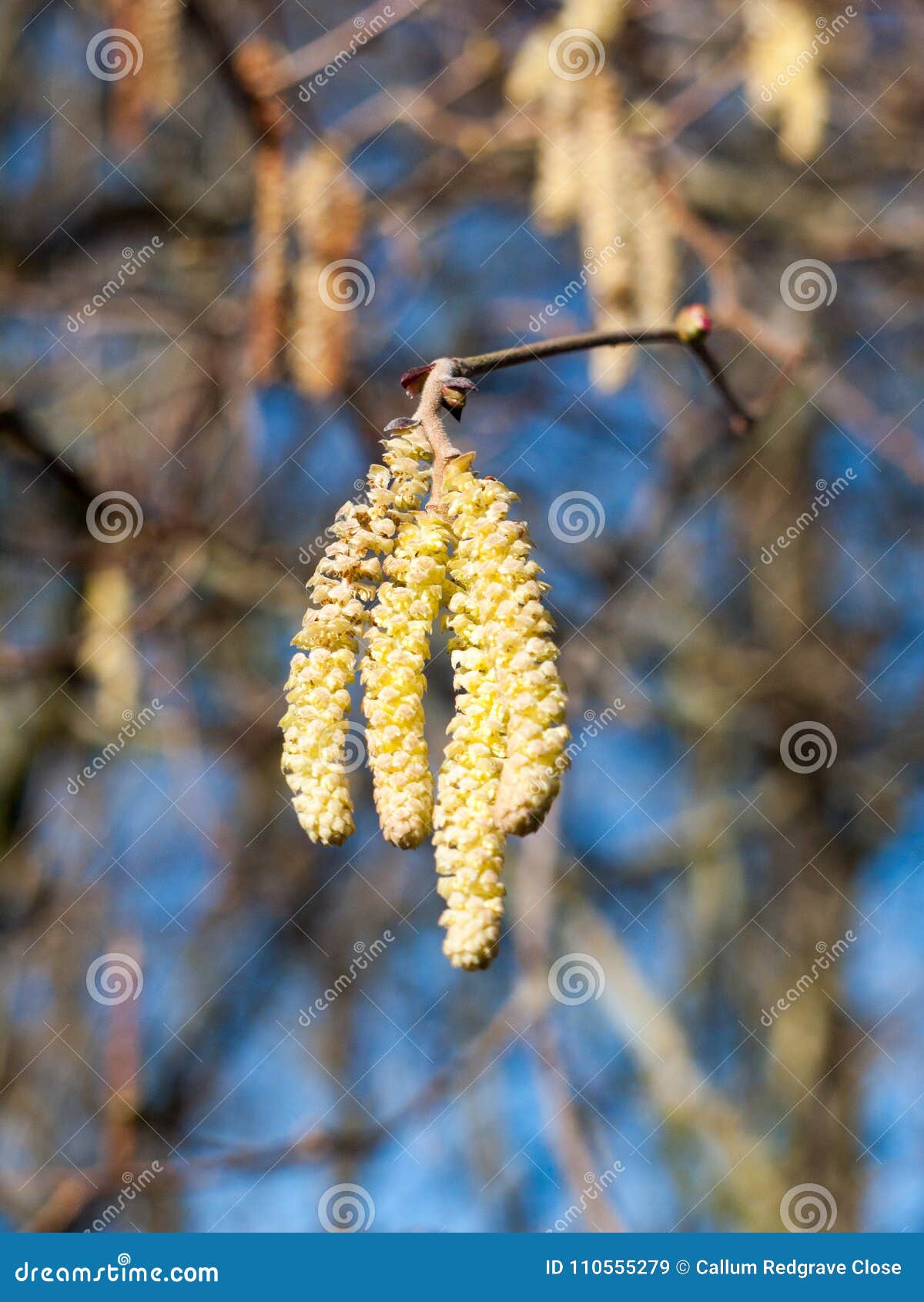 Beautiful Array of Hanging Catkins on Bare Branch Tree Sky in Spring ...