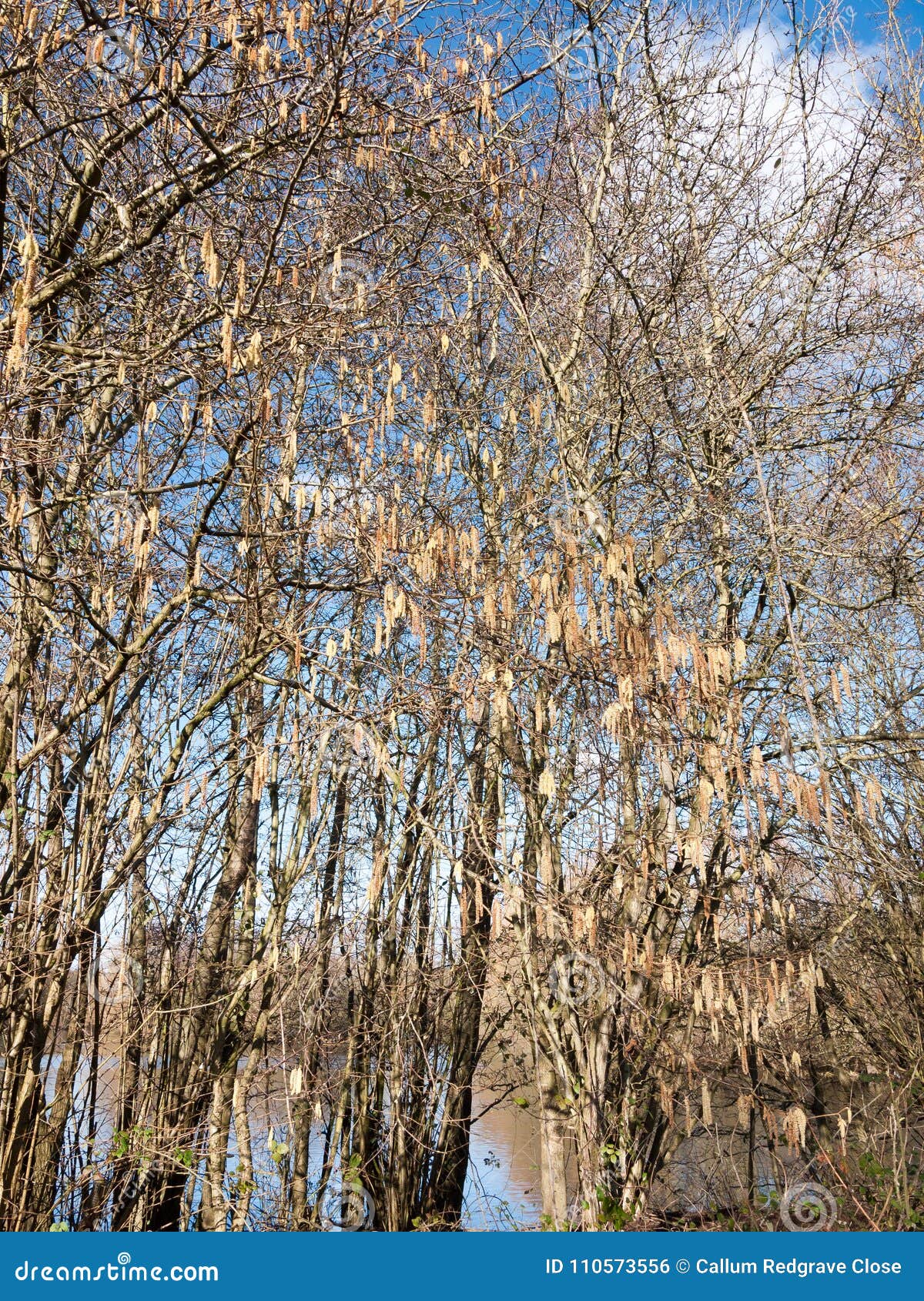 Beautiful Array of Hanging Catkins on Bare Branch Tree Sky in Spring ...