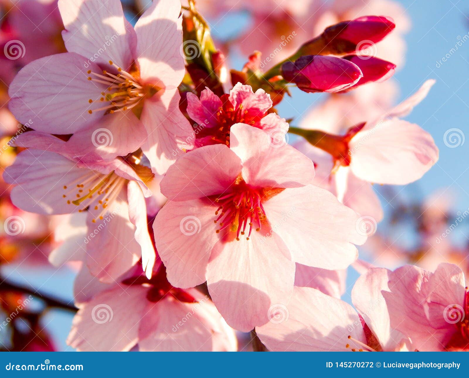 Beautiful Array of Pink Flowers Stock Photo - Image of nectar, flower ...