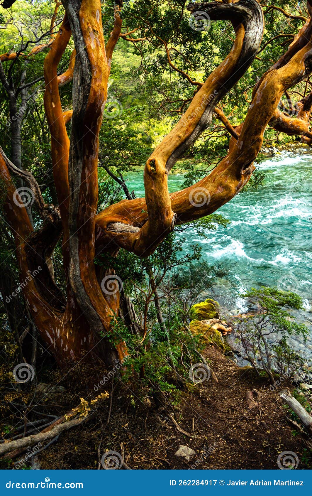 Beautiful Arrayan Tree on the Coast of a River. Los Alerces National ...