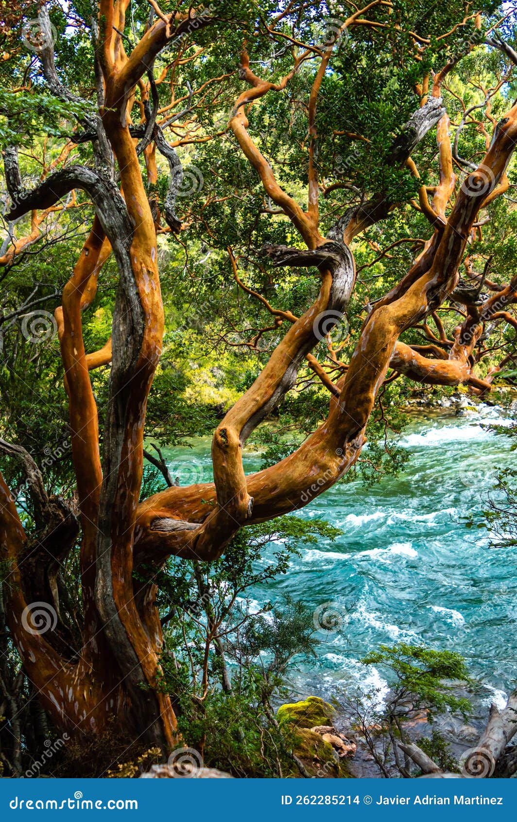 Beautiful Arrayan Tree on the Coast of a River. Los Alerces National ...