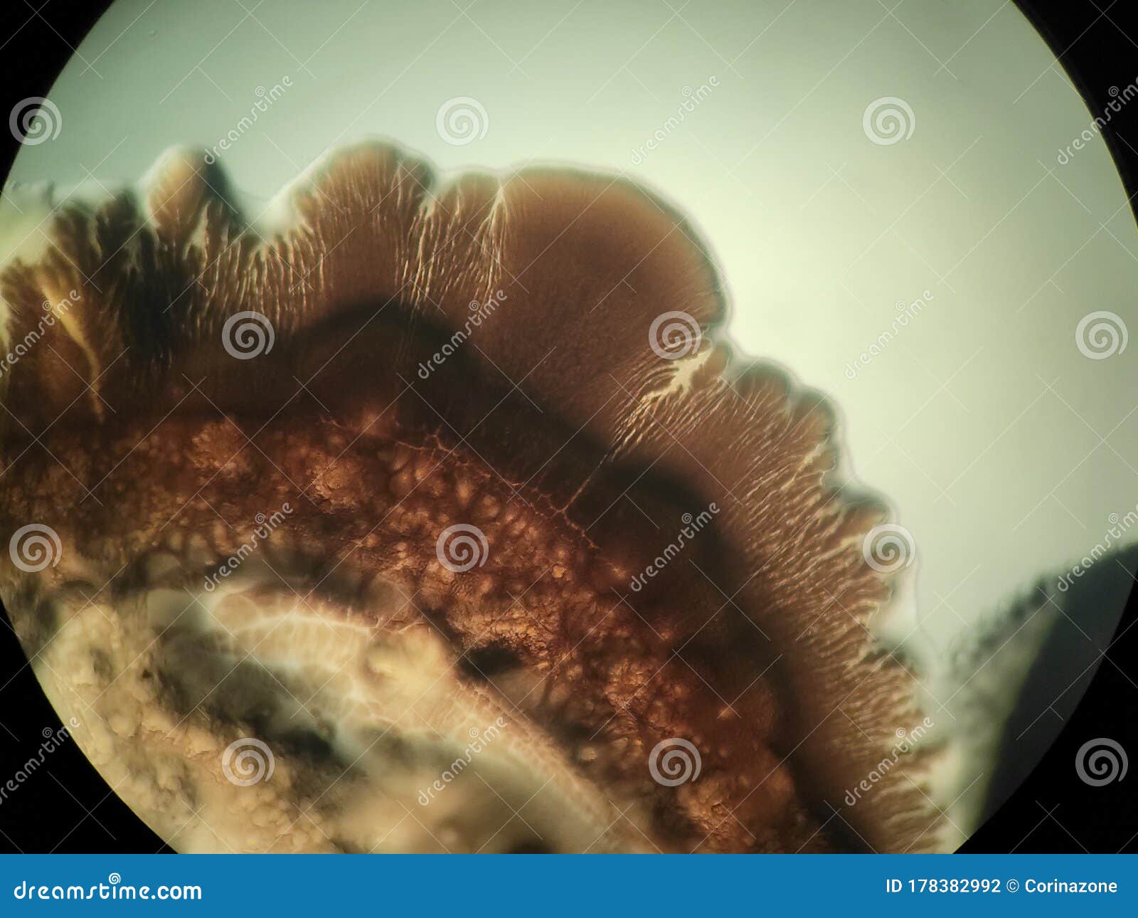 The Beautiful Art of Bacteria - Microscope View of Bacillus and Other ...