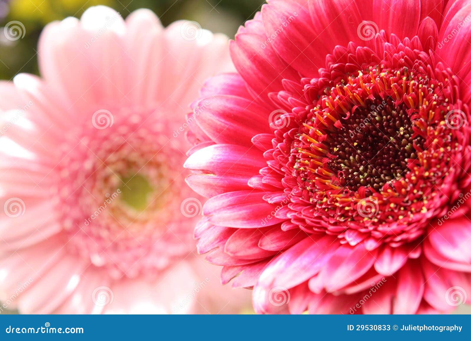 Beautiful, Artistic Gerbera Flower Stock Image - Image of beautiful ...