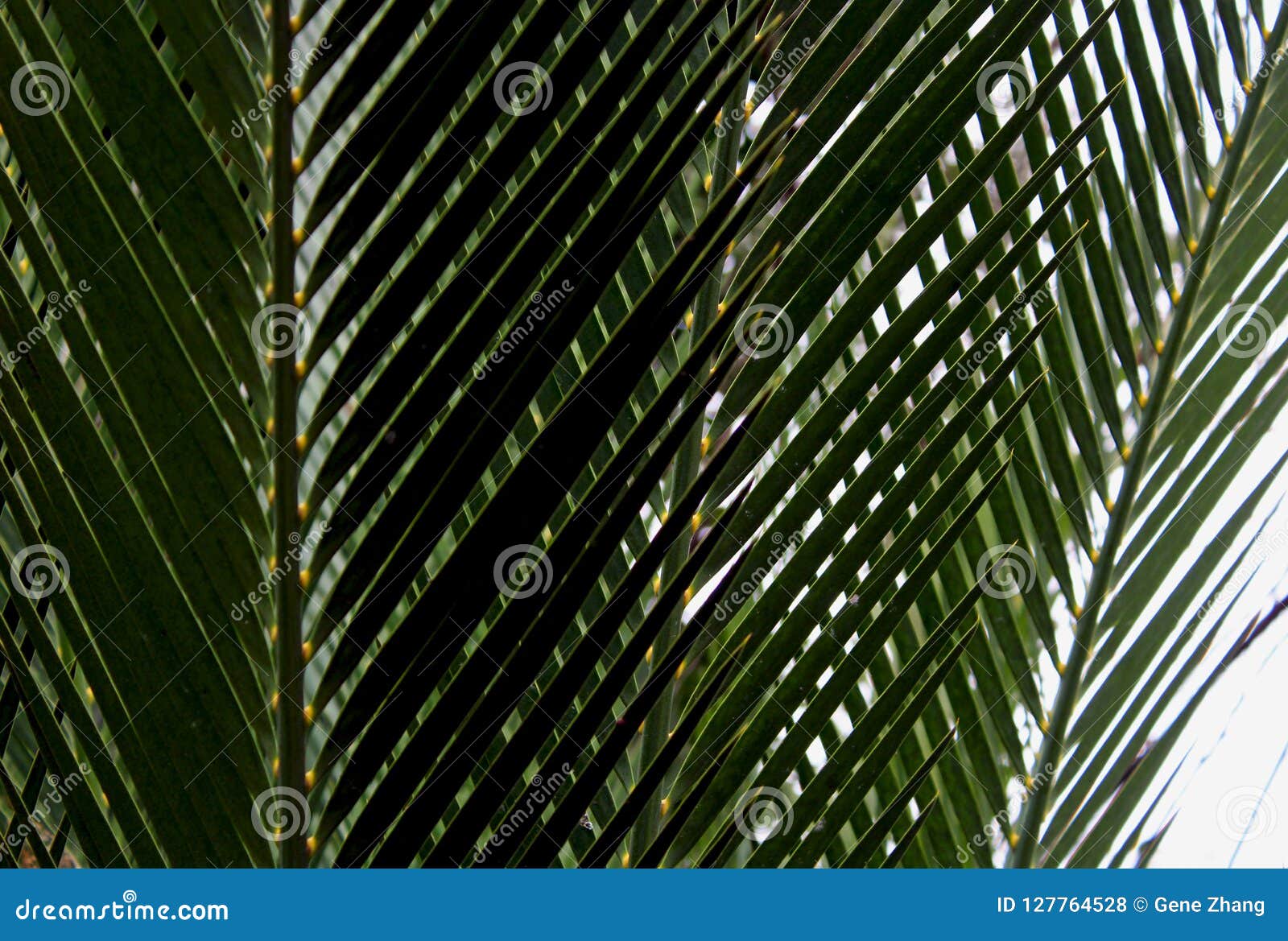 Palm tree leaf patterns stock photo. Image of artistic - 127764528