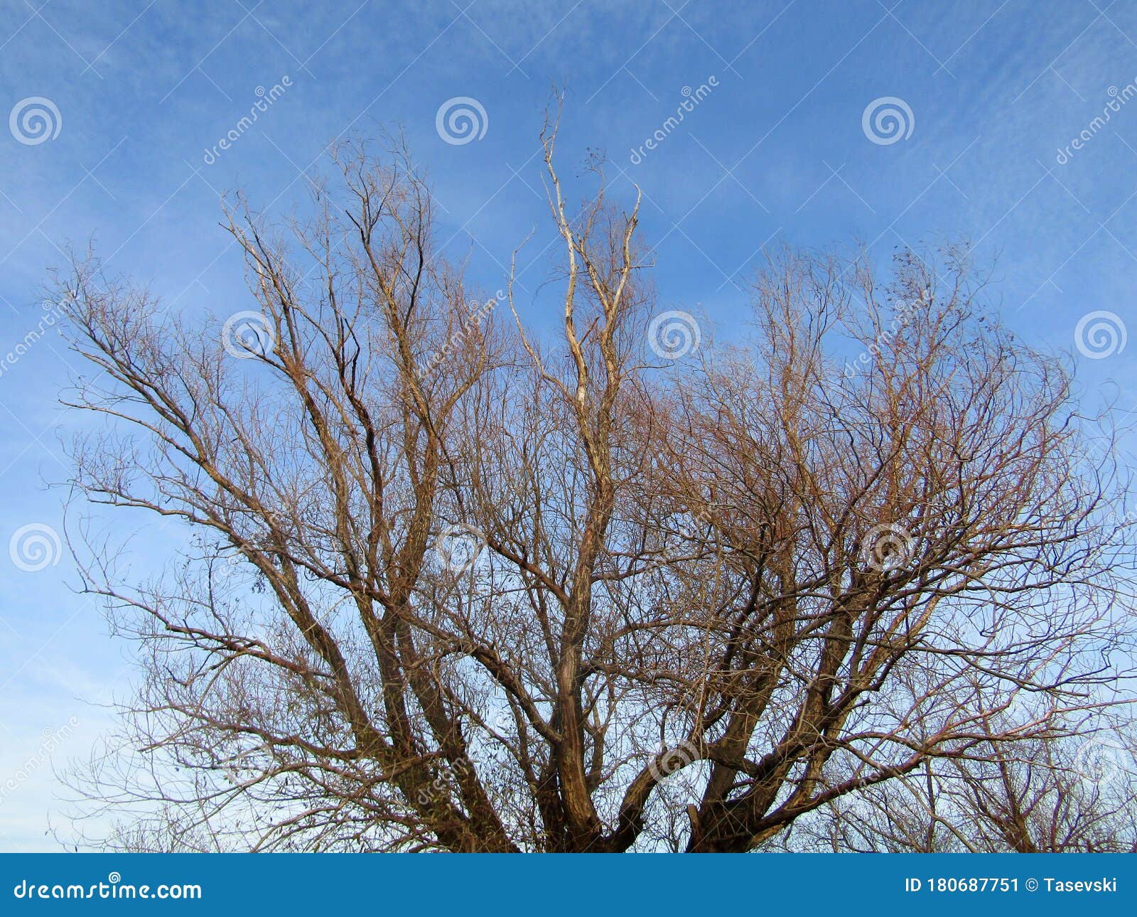 Beautiful ash tree canopy stock image. Image of landscape - 180687751