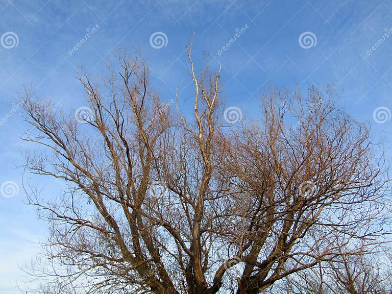 Beautiful ash tree canopy stock image. Image of landscape - 180687751