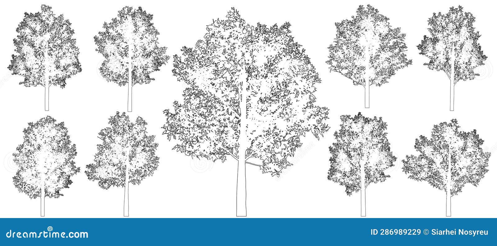 Beautiful Ash Trees, Set, Contour. Vector Illustration Stock Vector ...