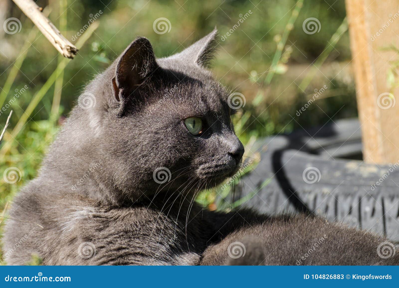 Beautiful Ashen Cat Looking Away Stock Image - Image of russian, blue ...