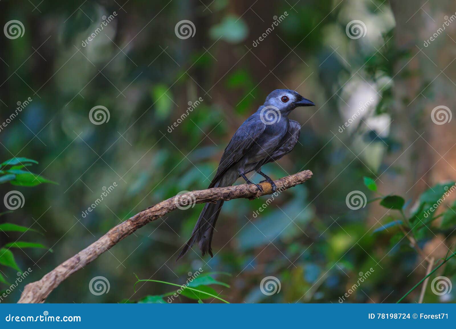 Beautiful Ashy Drongo (Dicrurus Leucophaeus) Stock Photo - Image of ...
