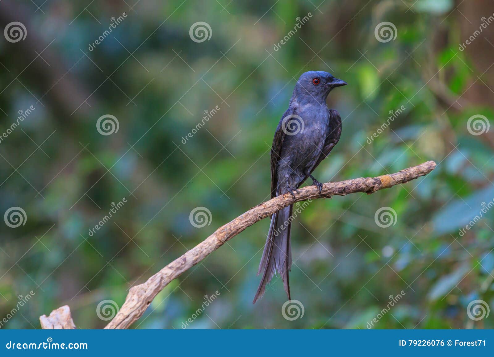 Beautiful Ashy Drongo (Dicrurus Leucophaeus) Stock Photo - Image of ...