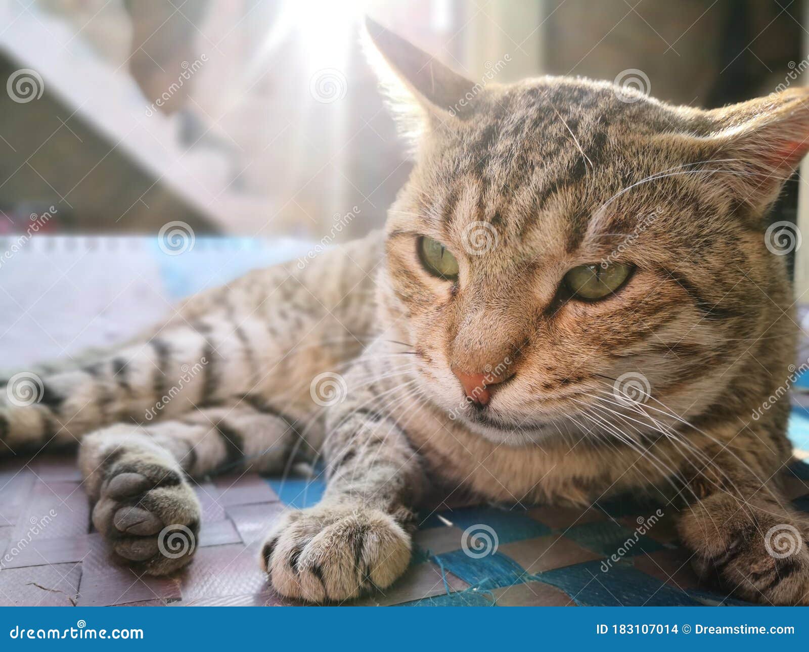A Beautiful Asian Cat Looking. Stock Photo - Image of wildcat, kitten ...