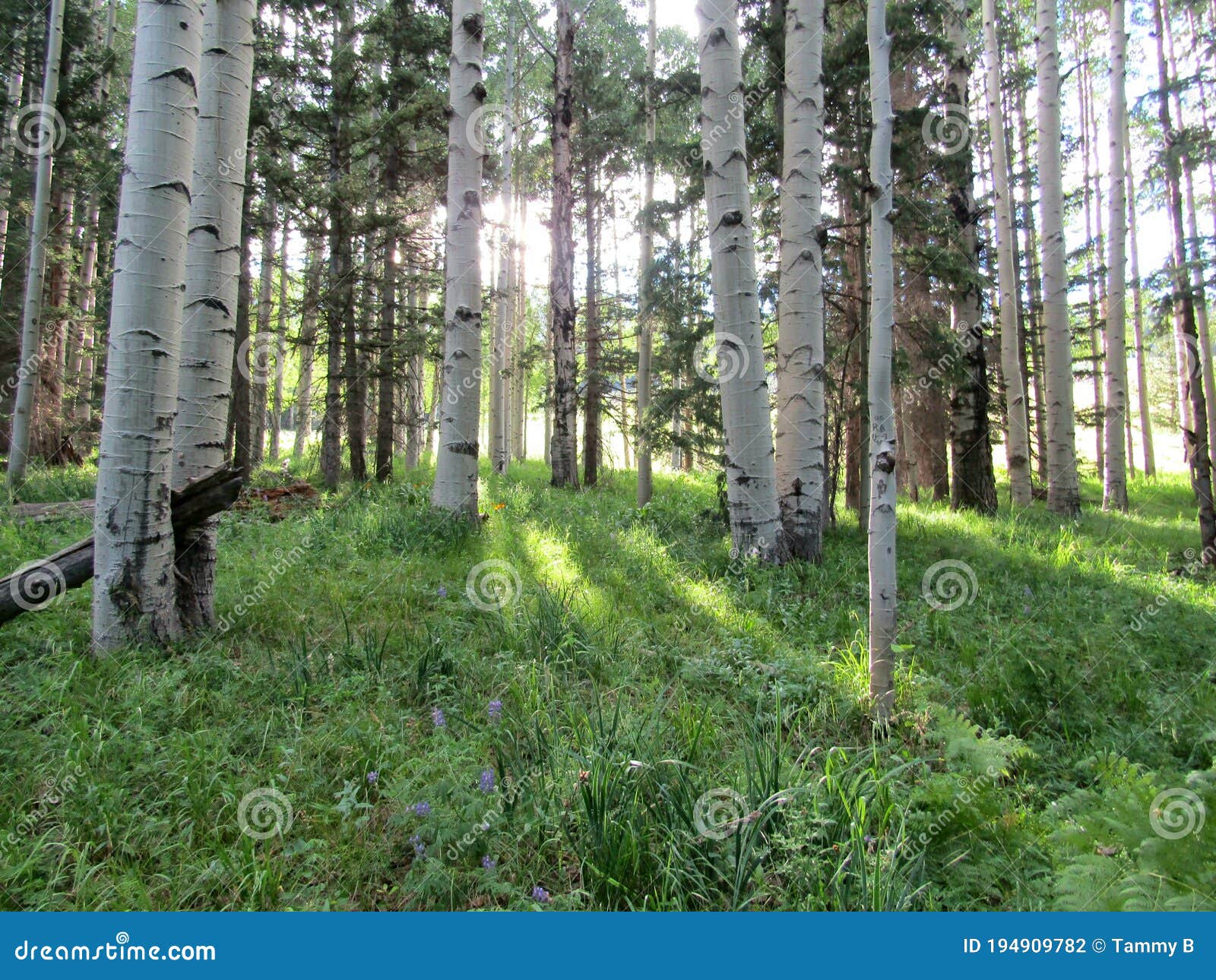 Beautiful Aspen Forest with Sunbeams Stock Photo - Image of beautiful ...