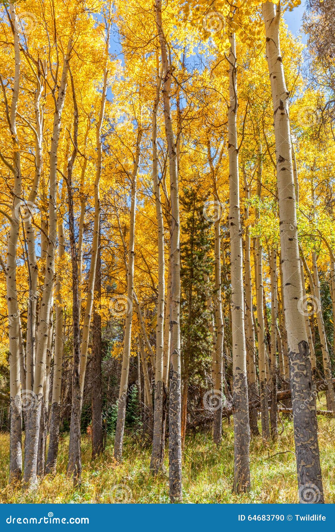 Beautiful Aspen Grove in Fall Stock Photo - Image of outdoors ...
