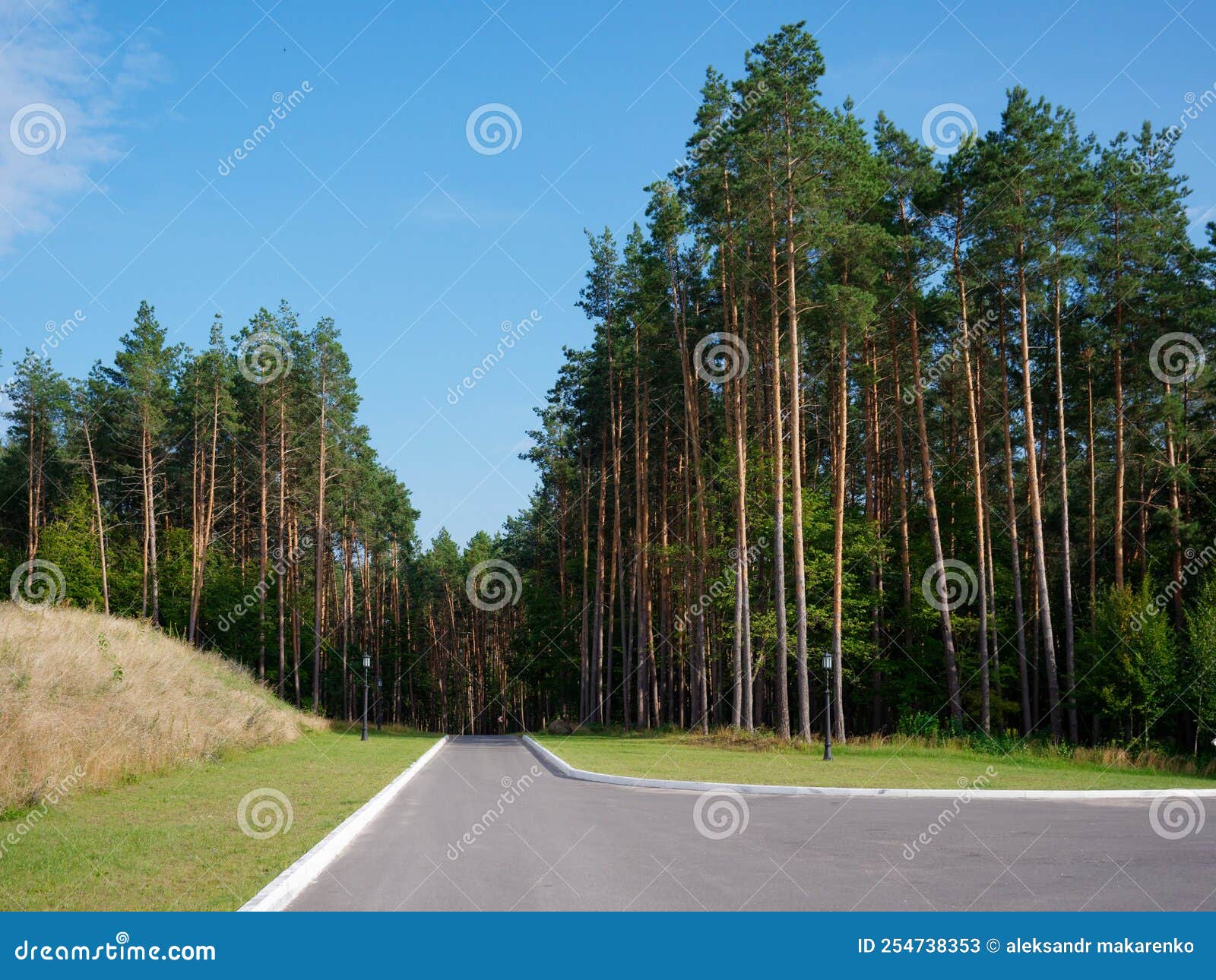 Beautiful Asphalt Path among the Pine Forest Stock Image - Image of ...