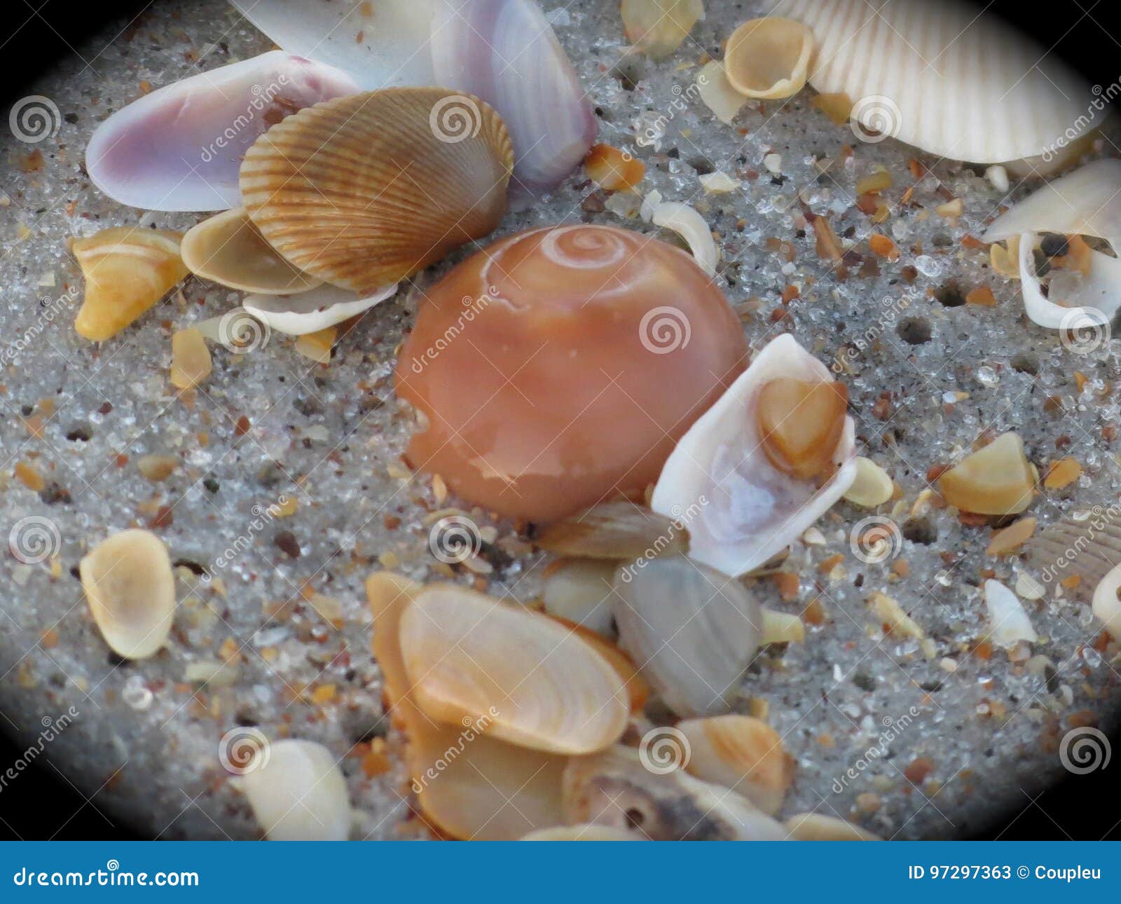 Beautiful Assorted Seashells on a Beach. Stock Image - Image of ...