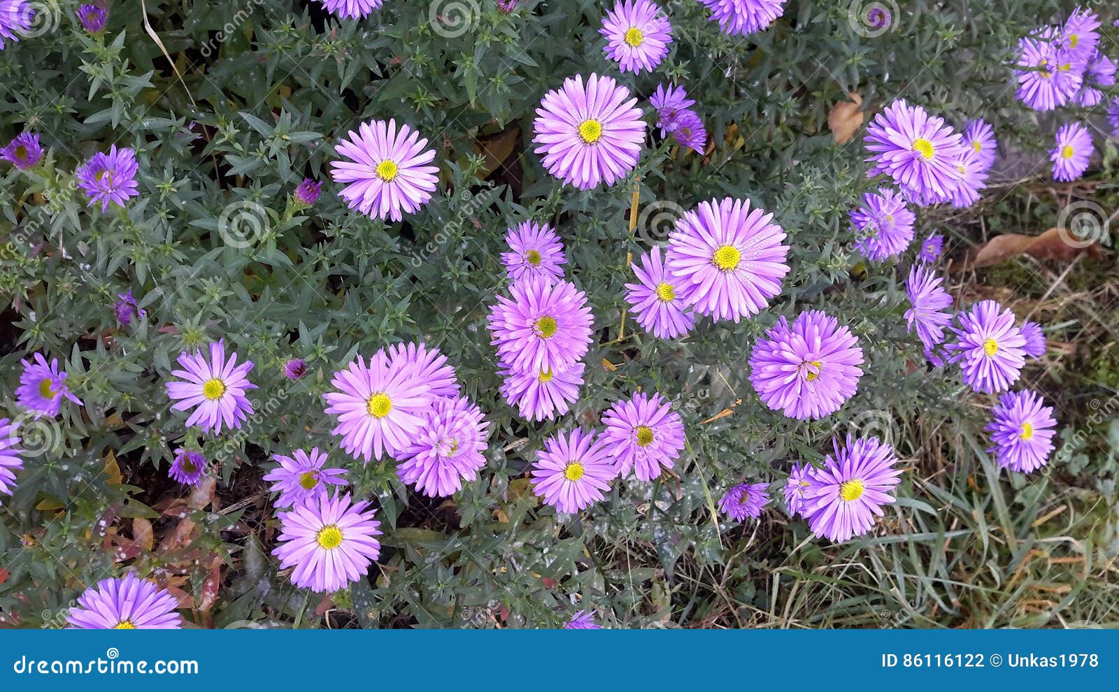 Beautiful aster flower stock photo. Image of botanical - 86116122