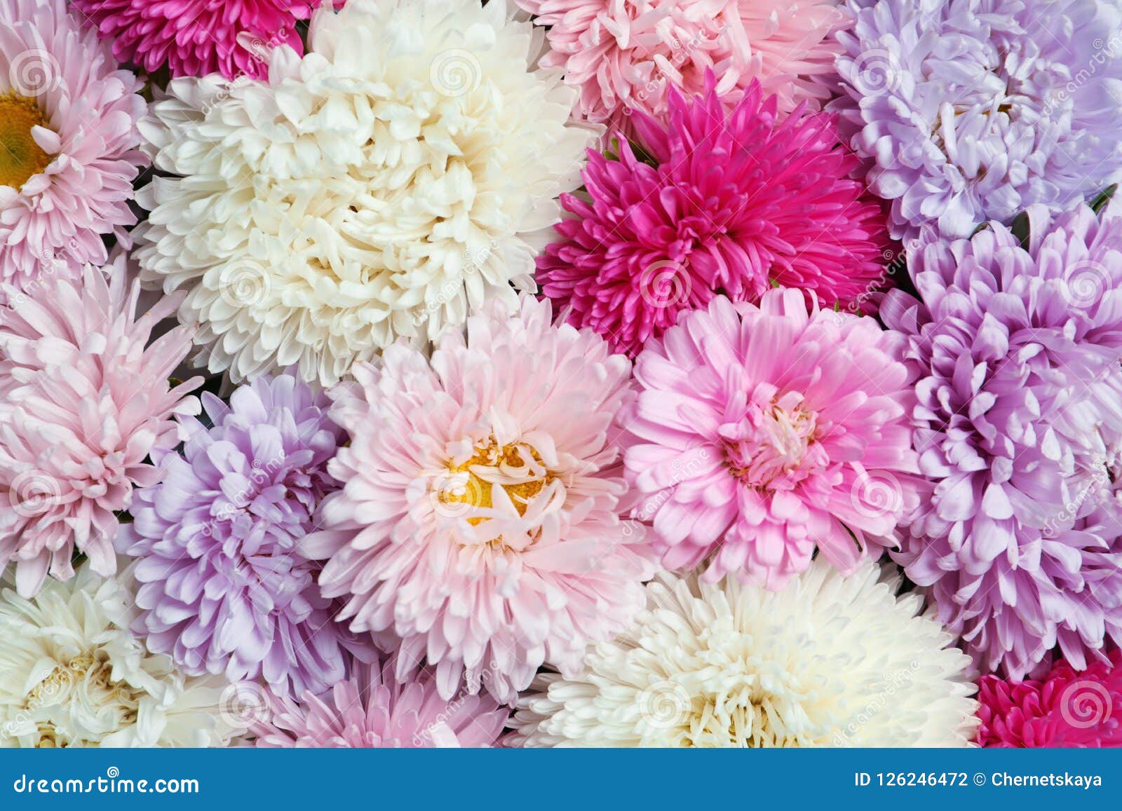 Beautiful Aster Flowers As Background Stock Photo - Image of botany ...
