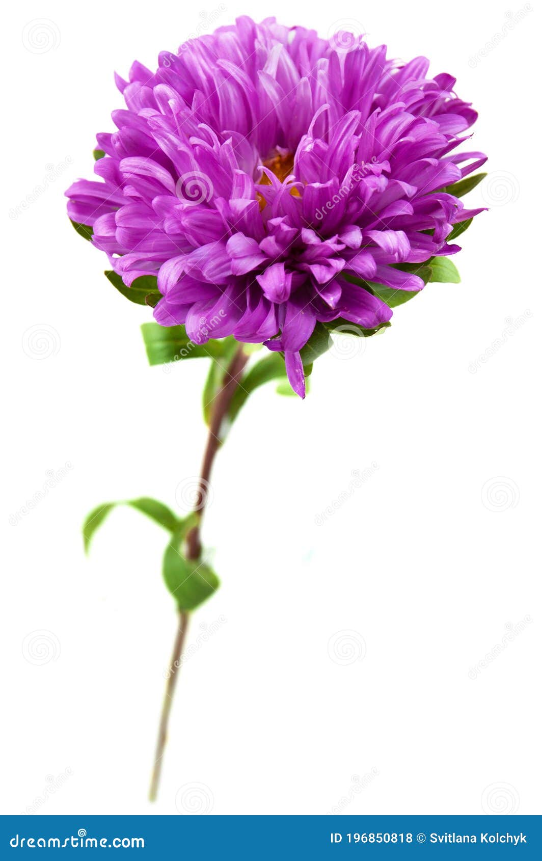 Beautiful Aster Isolated on White Background, Closeup Stock Photo ...