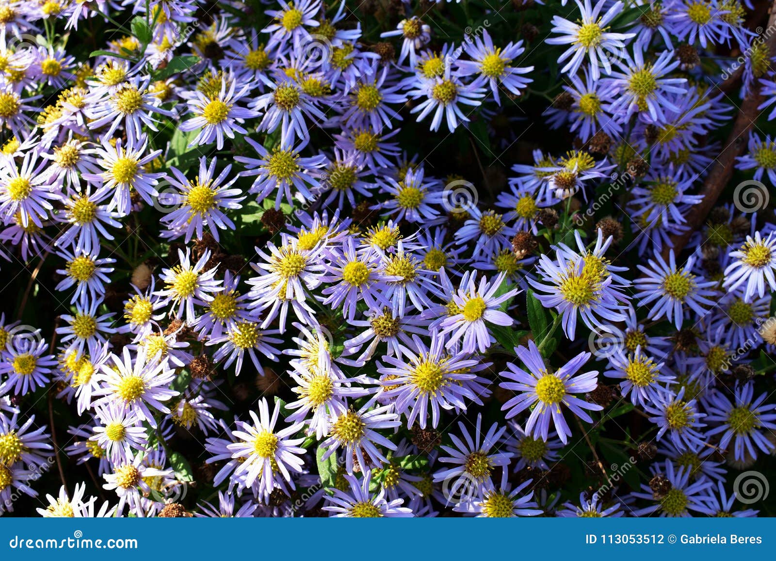 Beautiful Aster Laevis Smooth Aster Flowers Stock Photo - Image of ...