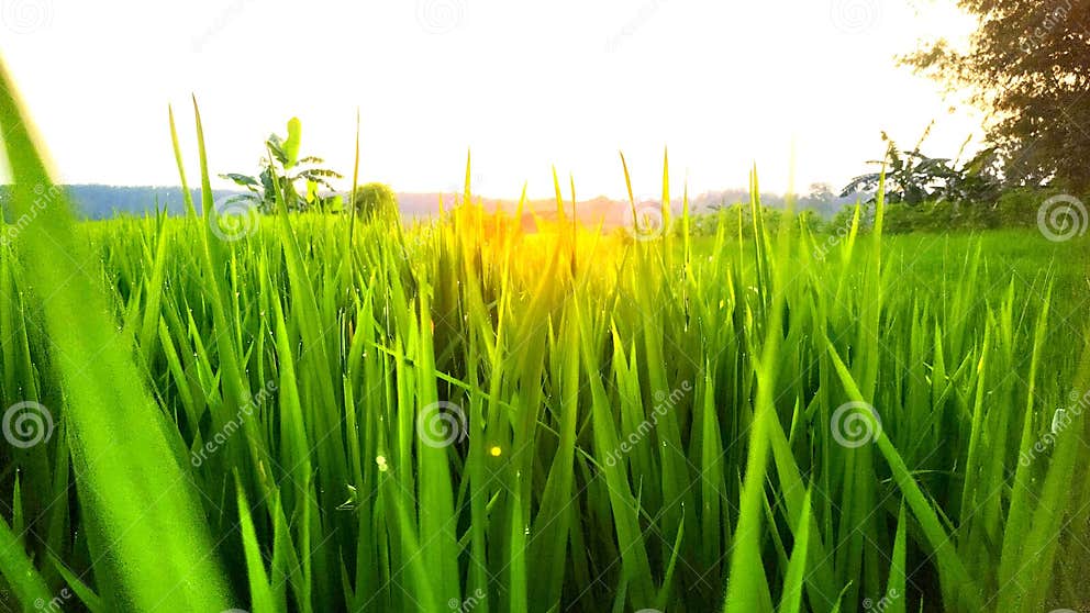 Beautiful Atmosphere in the Afternoon in the Rice Fields Stock Image ...
