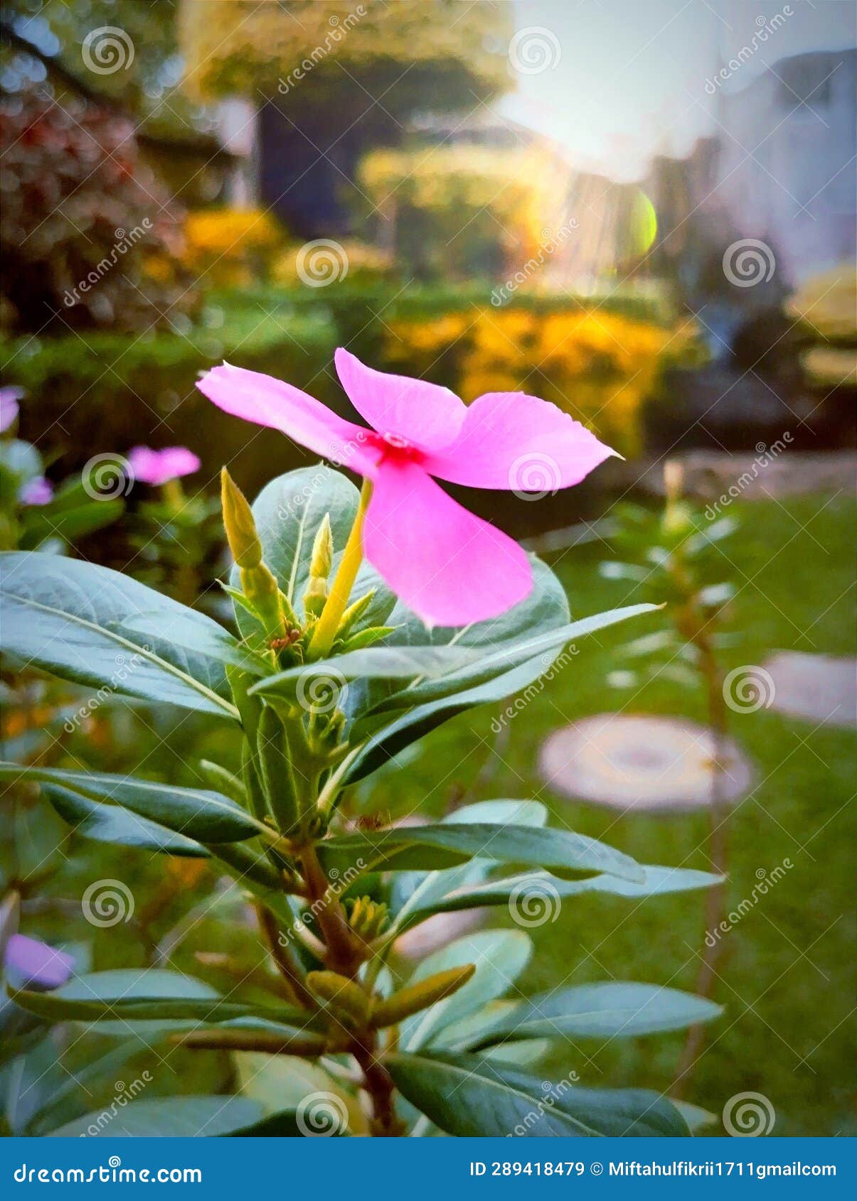 Beautiful Atmosphere in the Courtyard? Stock Image - Image of sunlight ...