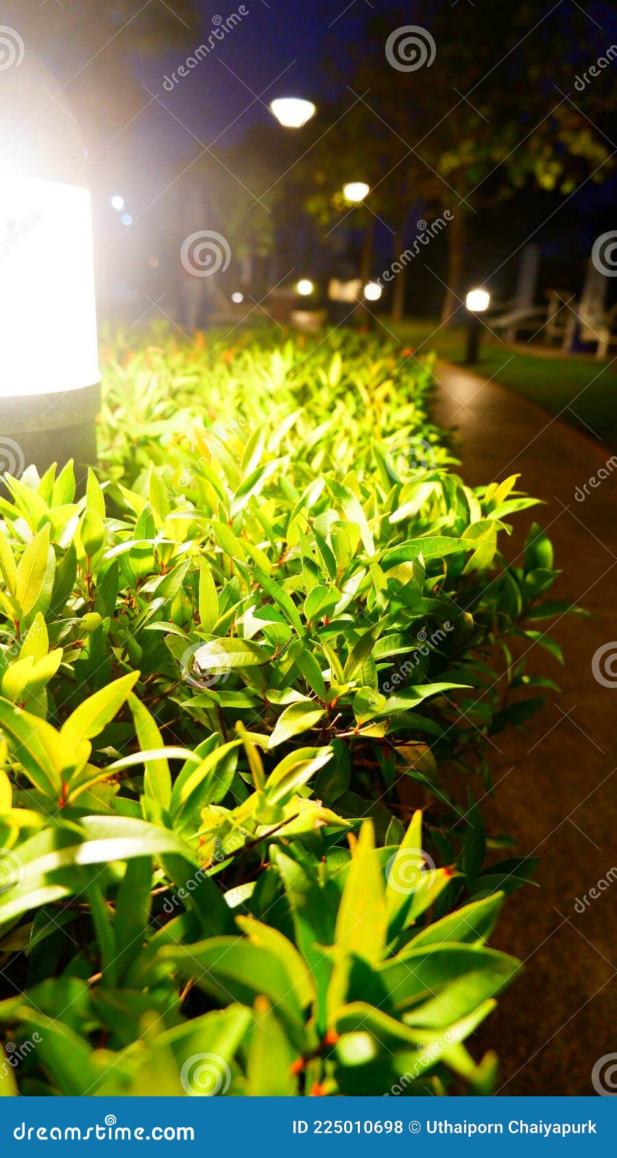 The Beautiful Atmosphere of the Lights Hitting the Trees at Night ...