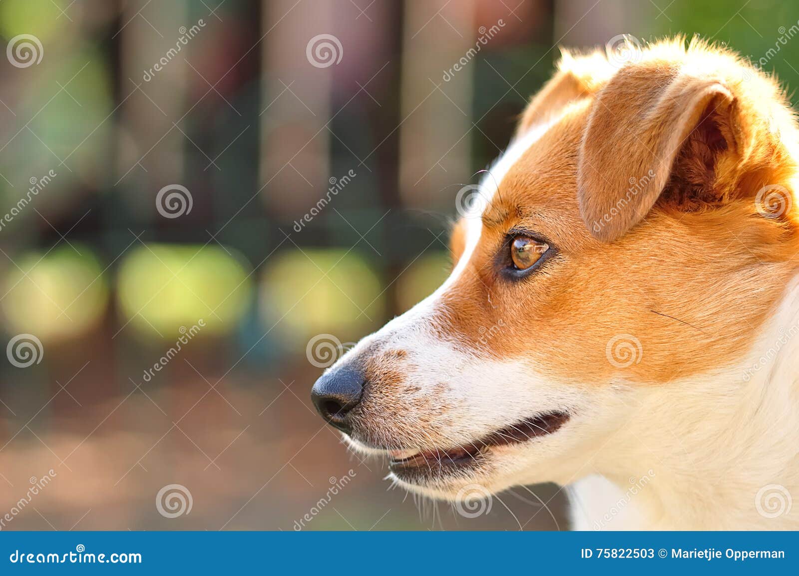 Beautiful Attentive Jack Russel Pup Stock Image - Image of looking ...