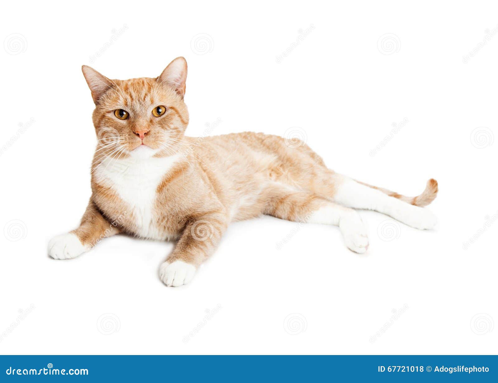 Beautiful Attentive Orange Cat Laying on Side Stock Photo - Image of ...