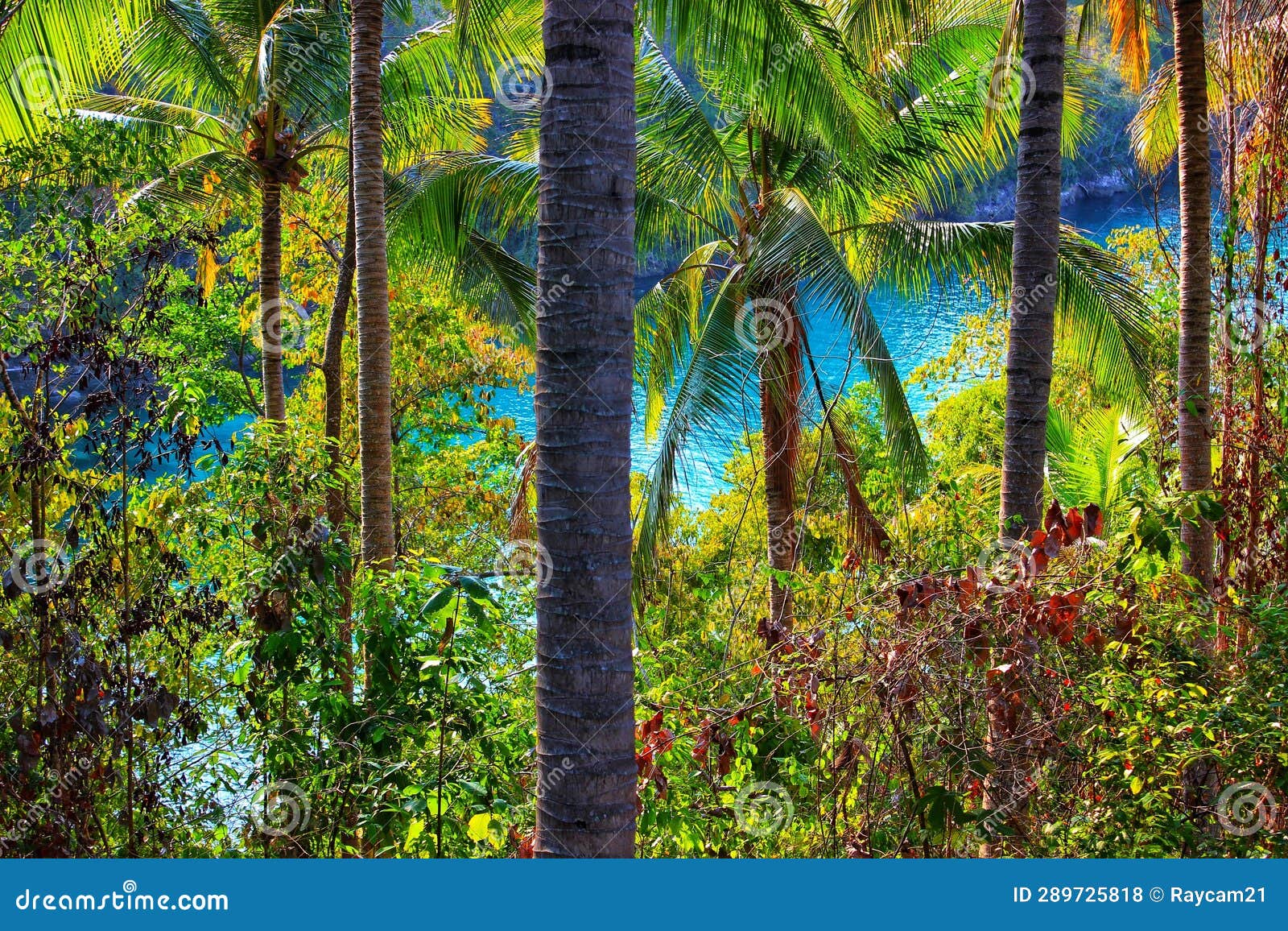 Beautiful and Attractive Green Coconut Garden Stock Photo - Image of ...